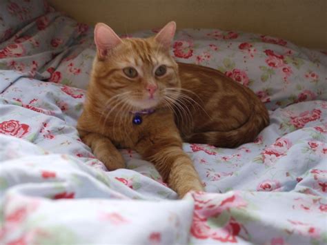 The Fifth Anniversary Isobel And Cats Blog