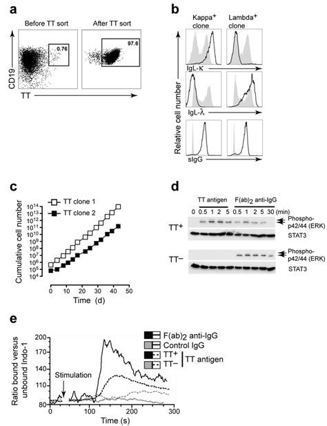 Generation And Characterization Of Tetanus Toxoid Tt Specific Download Scientific Diagram