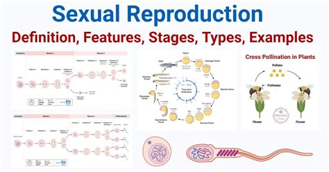Sexual Reproduction Definition Features Stages Types Examples Artofit