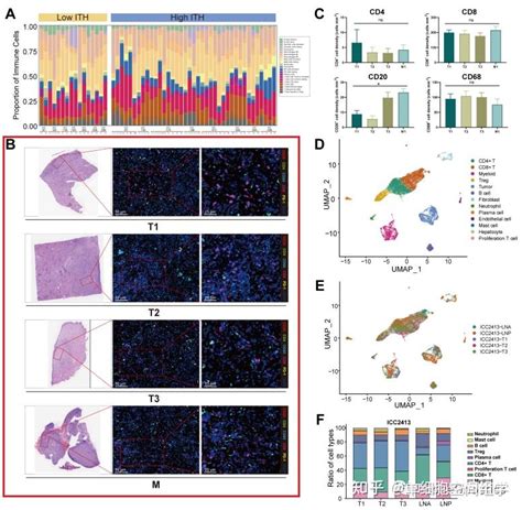 Tissue Cytometry技术联合多组学测序揭示icc肿瘤异质性与新型免疫表型分类 知乎