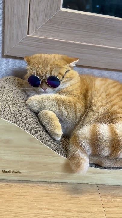 썬글라스 대부 냥이 Cat 고양이 개냥이 고양이일상 Cats Kitten 브리티시쇼트헤어 Youtube
