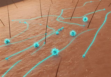 Skin Microscopic Structures And Hairs Stock Illustration Illustration