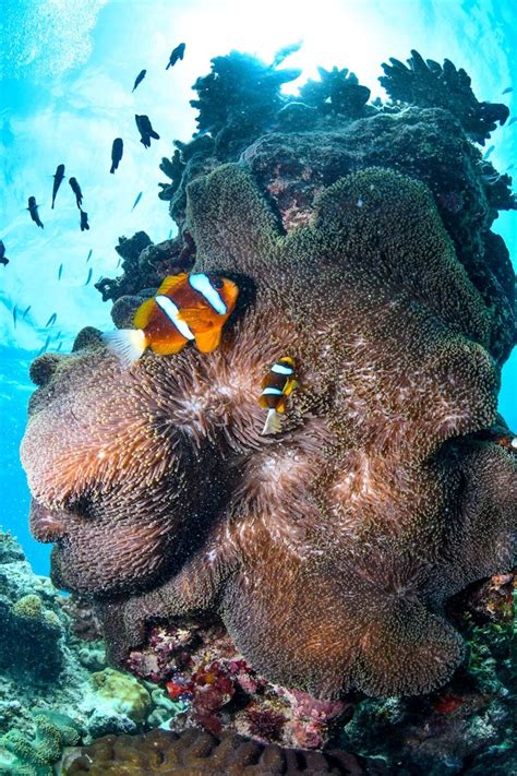 줌줌 후기 Down Under 다운언더크루즈 그레이트배리어리프 체험스쿠버다이빙 및 스노클링 문소