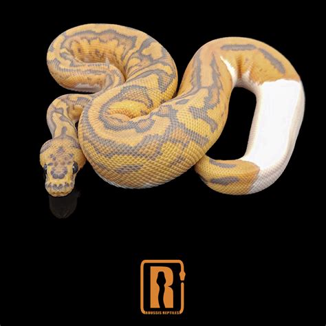 Clown Ghost Pied Archives Roussis Reptiles Reproducing Ball Python
