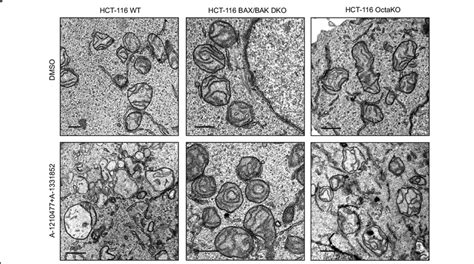 Bh3 Mimetics Disrupt Mitochondria In A Bax And Bak Dependent But