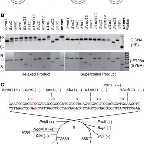 Restriction Enzyme Mapping Of The Replication Intermediate A