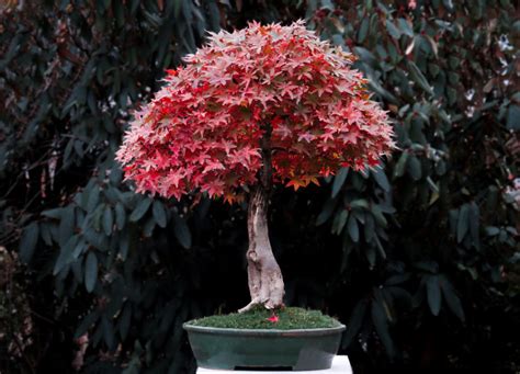 ბონსაი ალექსანდრე მესხი ბონსაი