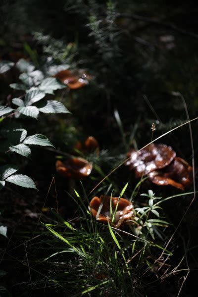 Forest Faerie Tumbex