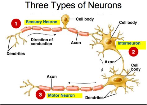 Psychology Neurons And Neurotransmission Diagram Quizlet