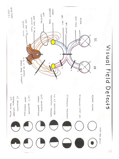 Visual Pathway Pdf