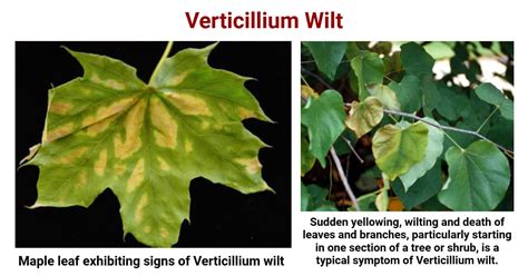 Verticillium Wilt Causes Symptoms Disease Cycle Control