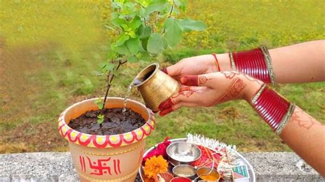 Tulsi Pujan Diwas 2024 तुलसी पूजन दिवस पर न करें तुलसी से जुड़ी ये