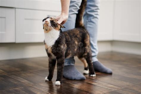 Man Stroking His Cute Contented Cat At Home Stock Image Image Of Friendship Brown