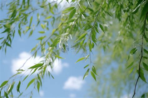 翠绿的柳树高清图片下载 正版图片600216397 摄图网