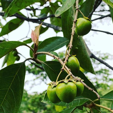 Nance Fruit Nutritional Facts And Worldwide Production