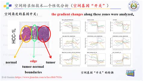 10x空间转录组高级分析进阶版 腾讯云开发者社区 腾讯云