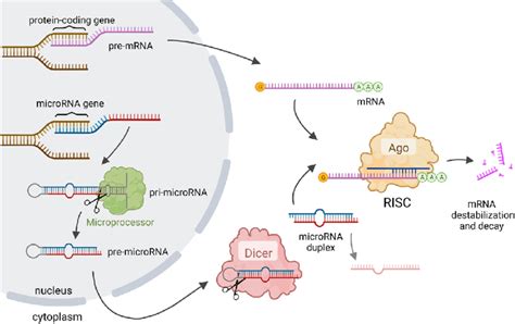 Microrna Biogenesis And Function Micrornas Are Typically Transcribed Download Scientific