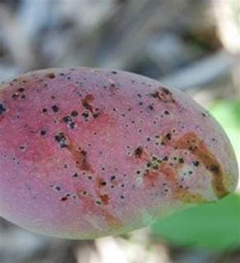 芒果细菌性角斑病图册 360百科