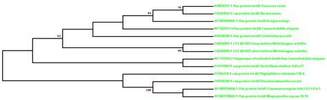 我用mega做了一个进化树，这个进化树怎么分析啊？ 知乎