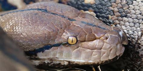 Woman Killed And Eaten By A Reticulated Python