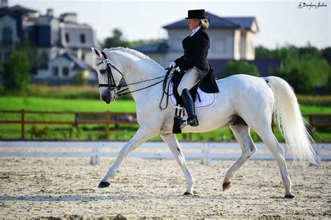 Терская порода | EquiLife.ru - Первый Конный журнал online