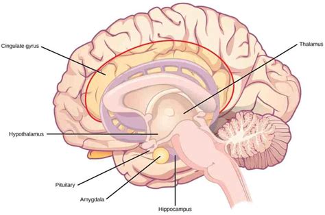 Where Is The Anterior Cingulate Cortex Located In The Brain