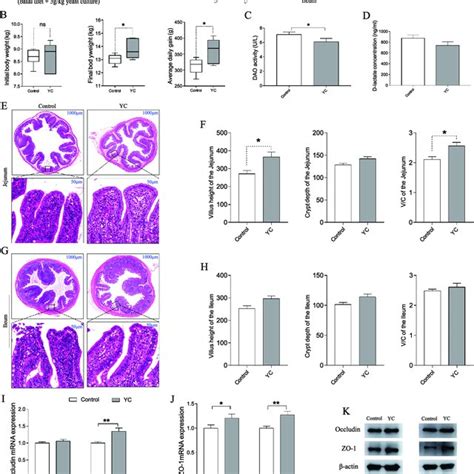Effects Of Yeast Culture On The Growth Performance Intestinal