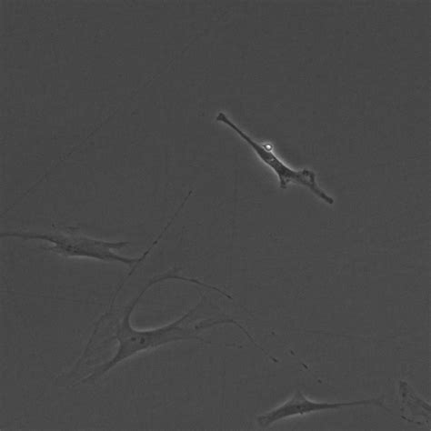 Cells Object Detection Dataset By Msu