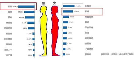 两种常见自发肺癌小鼠模型品系构建 肿瘤临床前研究重要工具 知乎
