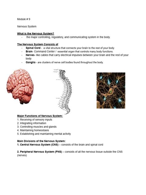 Module 9 Pdf Nervous System Central Nervous System