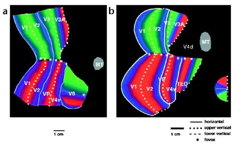 Comparison Of The Polar Angle Retinotopy In Human Visual Cortex Download Scientific Diagram