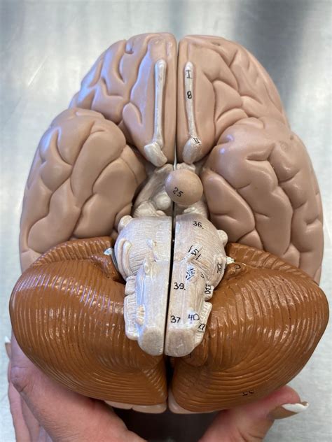 Lab Practical 1 Nervous System Model 1 Diagram Quizlet