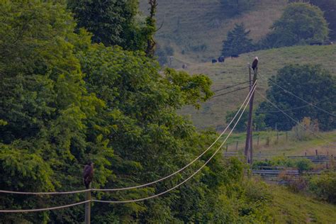 Is Your Tree Touching Power Lines Safety Risks Explained MSJD Services