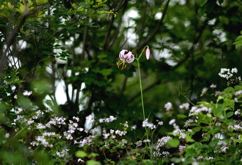 봉겸 솔나리 Lilium Cernuum 자주꿩의다리 군락에 핀 솔나리 무더운 여름날 비지땀을 흘리며 충북 괴산의 험한 산을 올라 만났어요 백합과의 여러해살이풀로 희귀