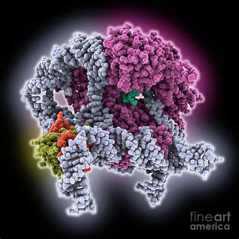 Core Of Human Telomerase Holoenzyme Photograph By Science Photo Library Fine Art America