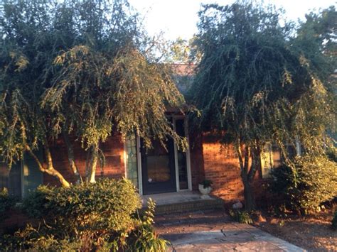 How Do I Tell The Sex Of My Yaupon Holly Bush Walter Reeves The