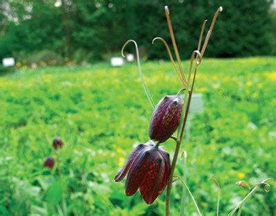 Рябчик русский - Красная книга Рязанской области