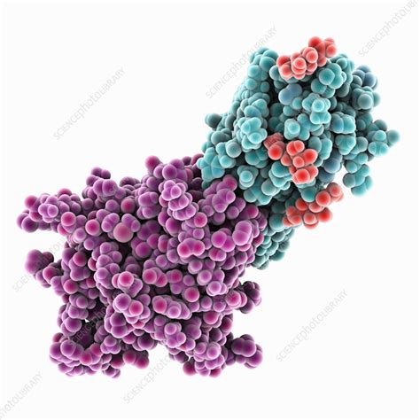 Human Interleukin 18 Complex Molecular Model Stock Image C0572574 Science Photo Library