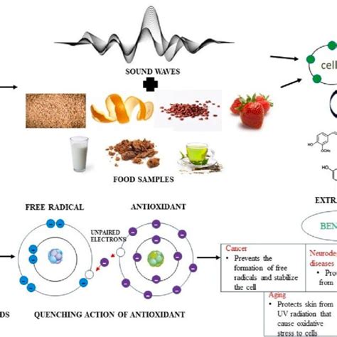 Extraction Of Bioactive Compounds Using Ultrasound Assisted Extraction