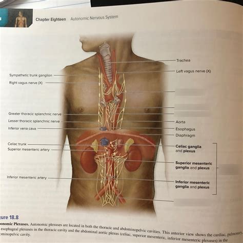 Autonomic Plexus Diagram Quizlet