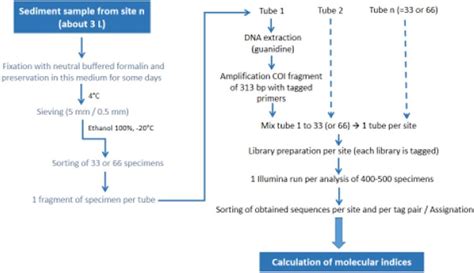 Workflow Of The Different Steps Of The High Throughput Dna Barcoding Download Scientific