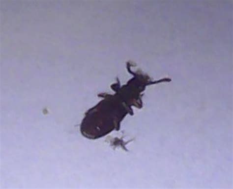 Species Identification Help Identifying Insect Biology Stack Exchange
