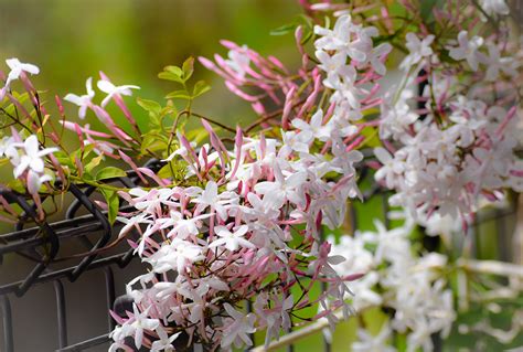 Growing Jasmine From Seeds A Comprehensive Guide Garden Lovers Club
