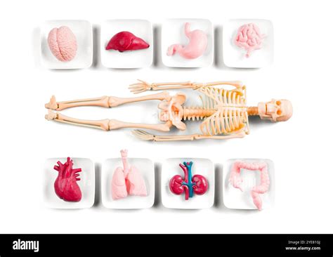 Human Skeleton Model Surrounded By Anatomical Organs On Plates Ideal