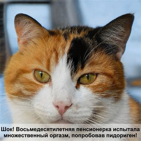 как видят кошки цвета — Postimages