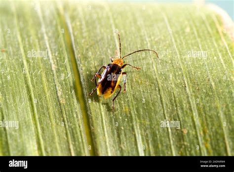 Western Corn Rootworm Beetle Diabrotica Virera Virera On A
