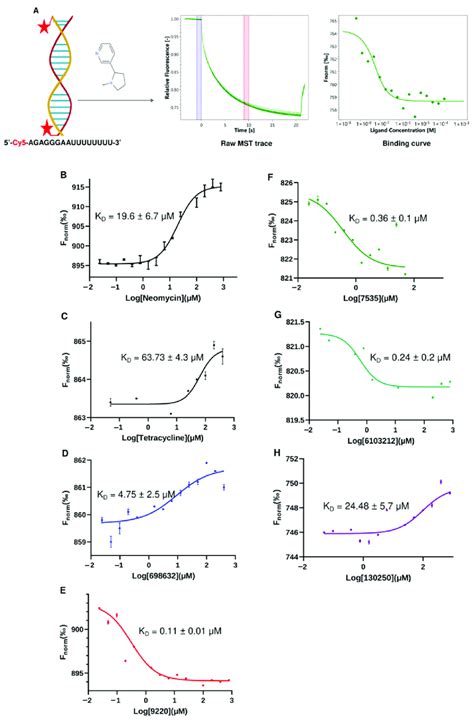 Development Of Mst Binding Assay To Test Hit Compounds In Vitro A