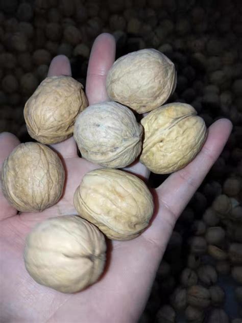 Xinjiang Origin Thin Shell 185 Walnut High Kernel Rate 60 65 Walnut And Walnut Shelled