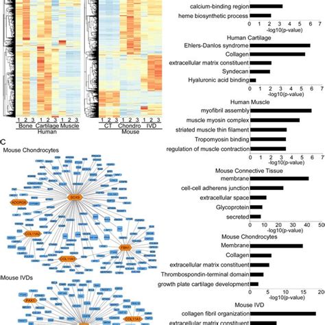 Rna Seq Gene Expression Profiling Of Ais Relevant Tissues And Pathway Download Scientific