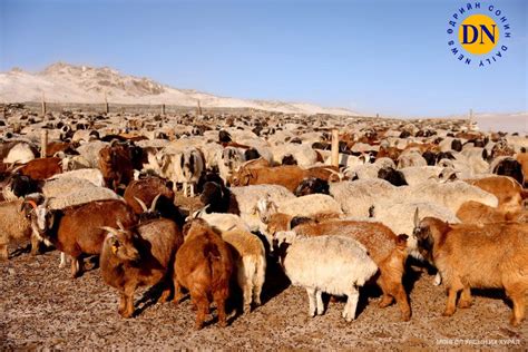 Б Болдбаатар Малын шинэ халдварт өвчин гараагүй хонины цэцэг өвчний цөөн тохиолдол илэрсэн Dnn Mn